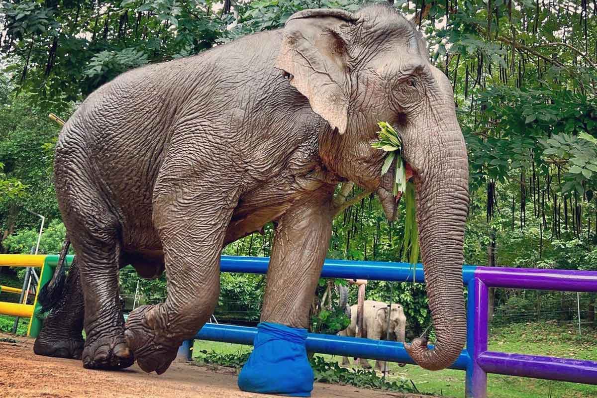 Boon Lott’s Elephant Sanctuary – BLES | King Living Foundation