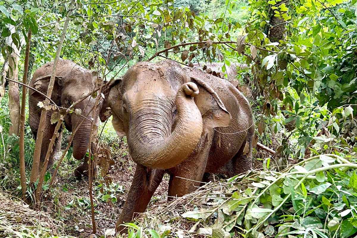 Boon Lott’s Elephant Sanctuary: Founder story | King Living